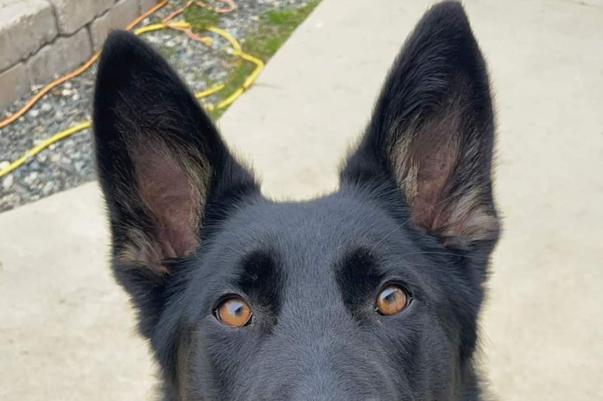 Wizard Dogs and What They Can Teach Us About How To Think | Canine ...